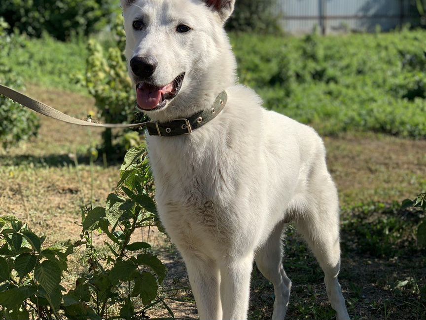 Швейцарская овчарка