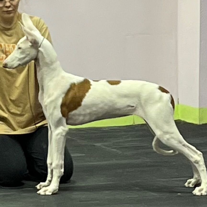 Поденко ибиценко