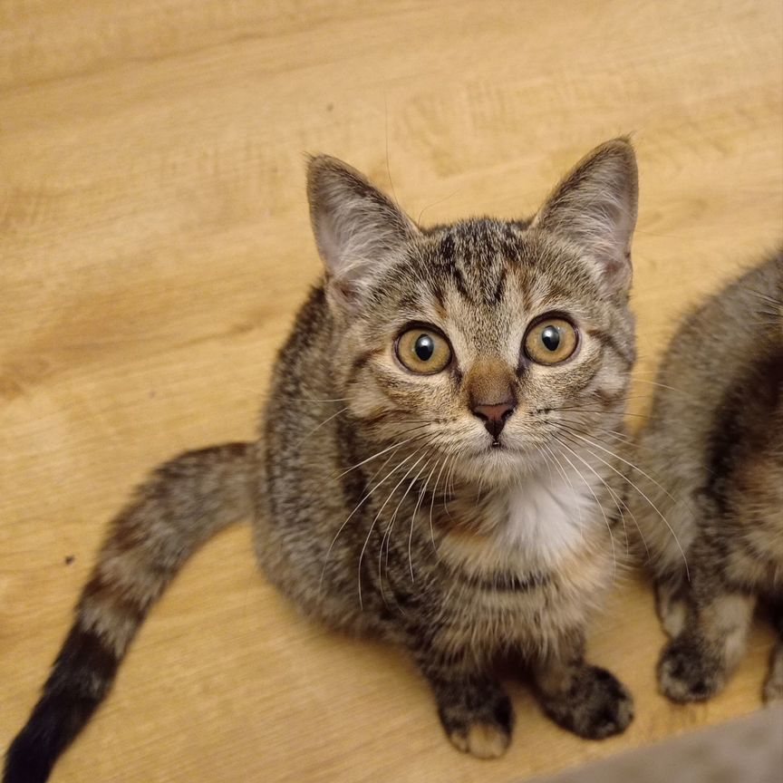 Котенок девочка с добрым сердцем