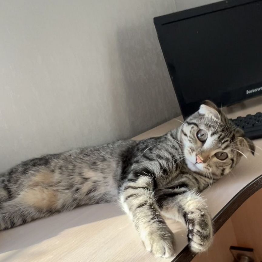 Британская длинношёрстная, взрослая кошка