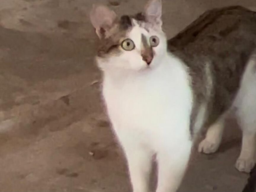 Кошка