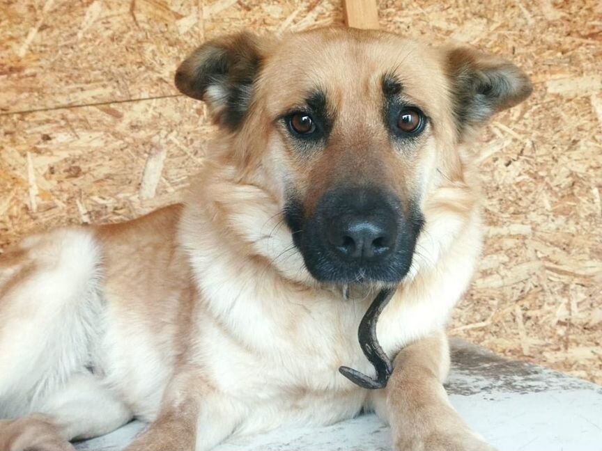 Добрая собачка Афина ищет дом