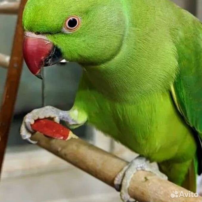 Птенцы ожереловых попугаев