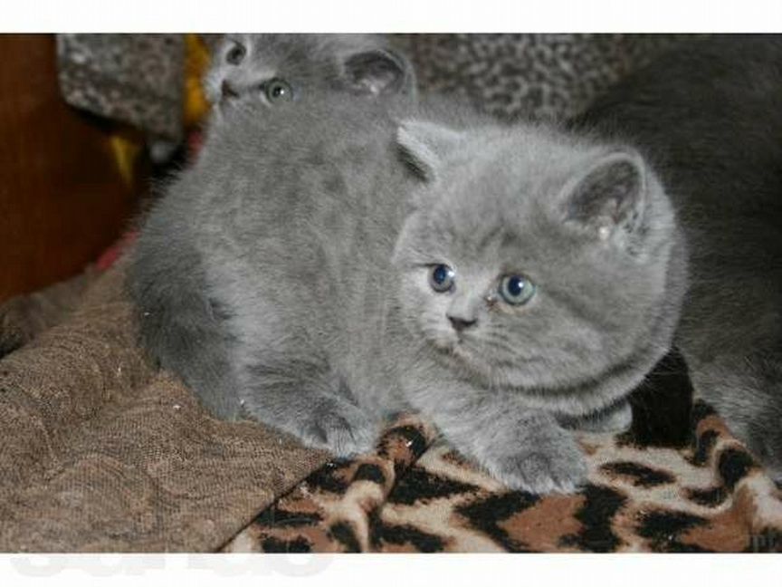 Британские котята