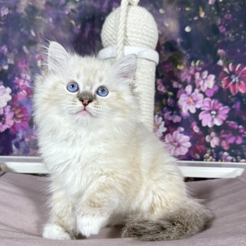 Рэгдолл котёнок