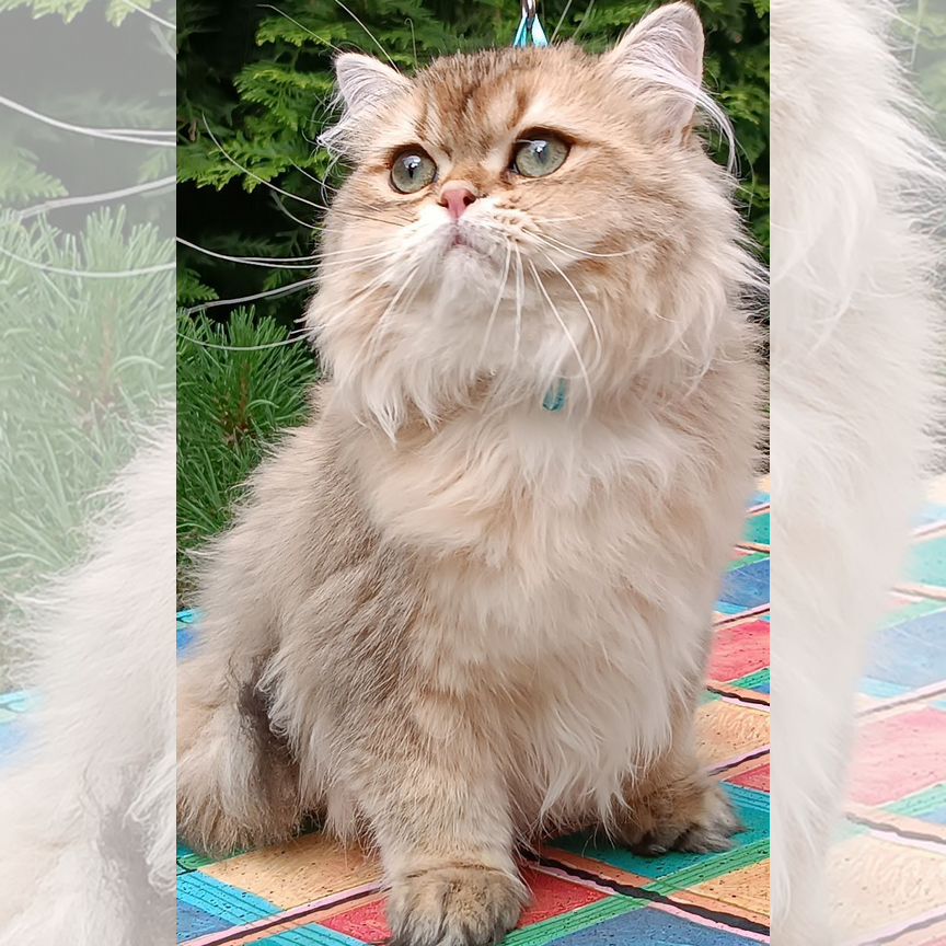 Котик шикардосик длинношерстный