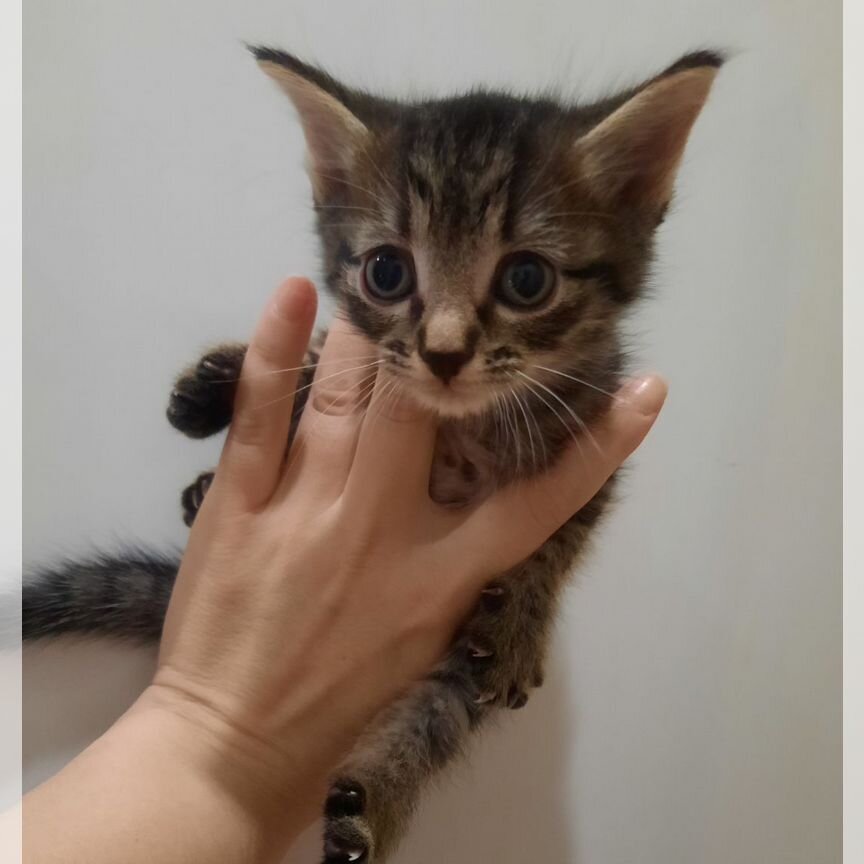 Котёнок в добрые руки