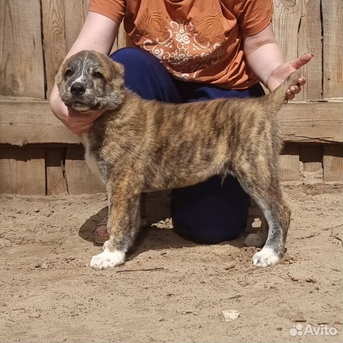 Алабай щенок тигренок