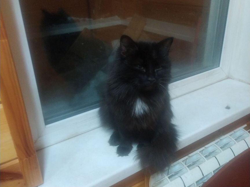 Кошки в добрые руки бесплатно