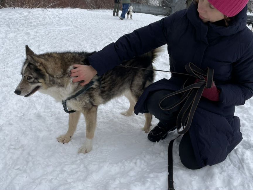 Лайка или смесь с хаски Жужа