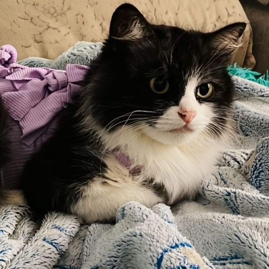 Взрослая, Девочка кошка в добрые руки