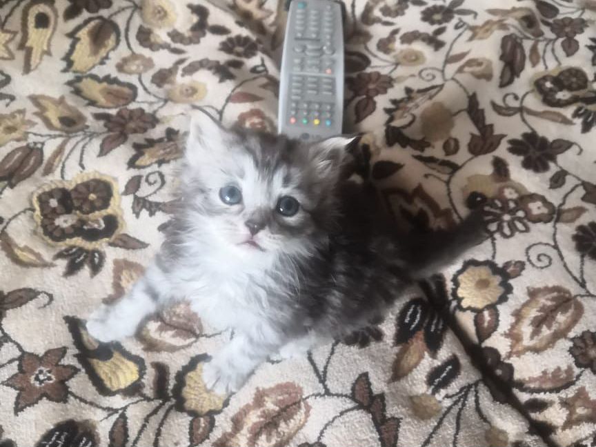 Кошка в дар