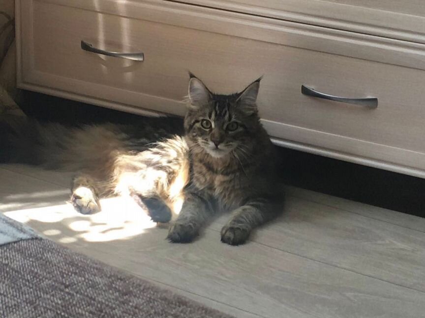 Отдам кошку мэйн-кун