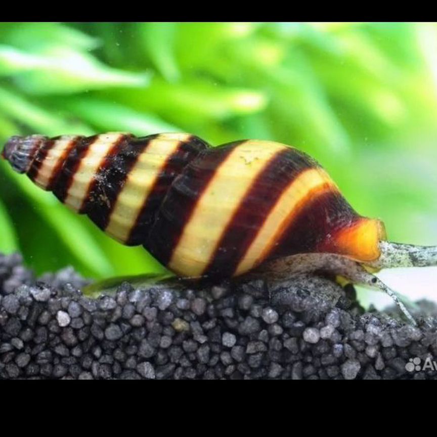 Улитка хелена