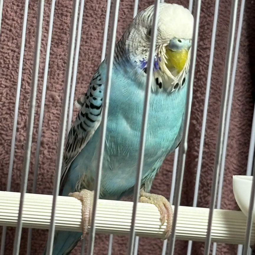 Птенцы волнистый попугай