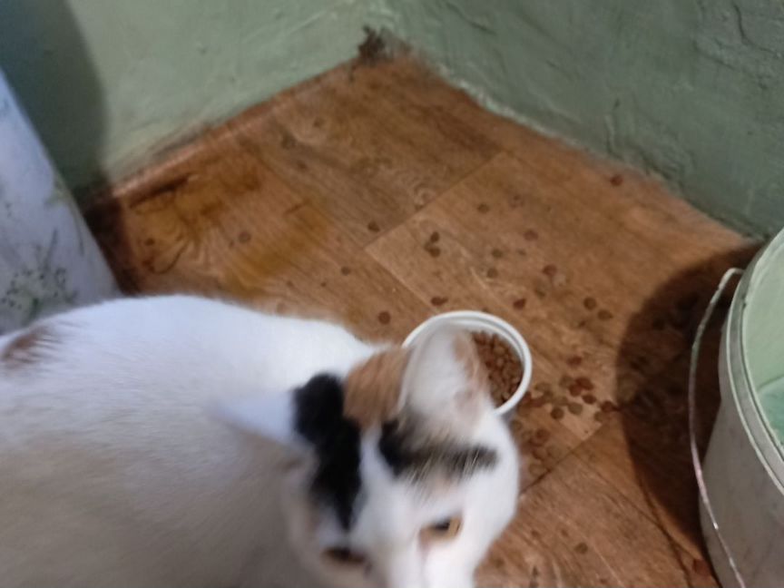 Котята в добрые руки девочки стерильные