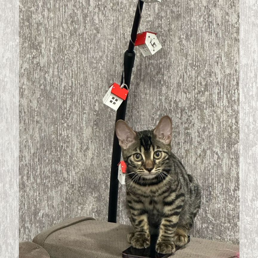 Бенгальские котята в добрые руки