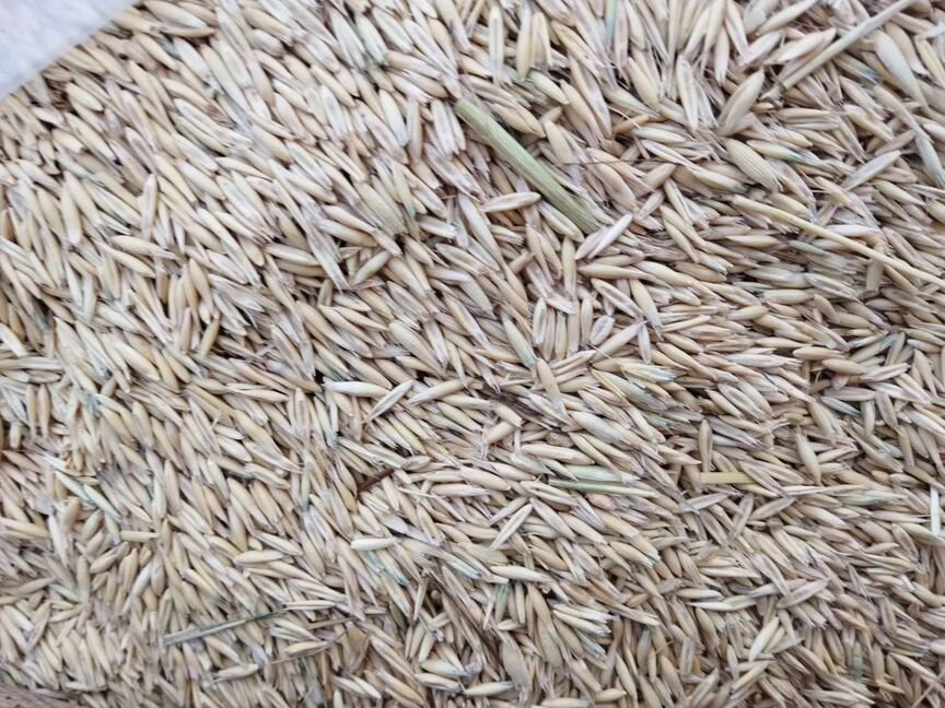 Просо, Кормовой овёс на корм