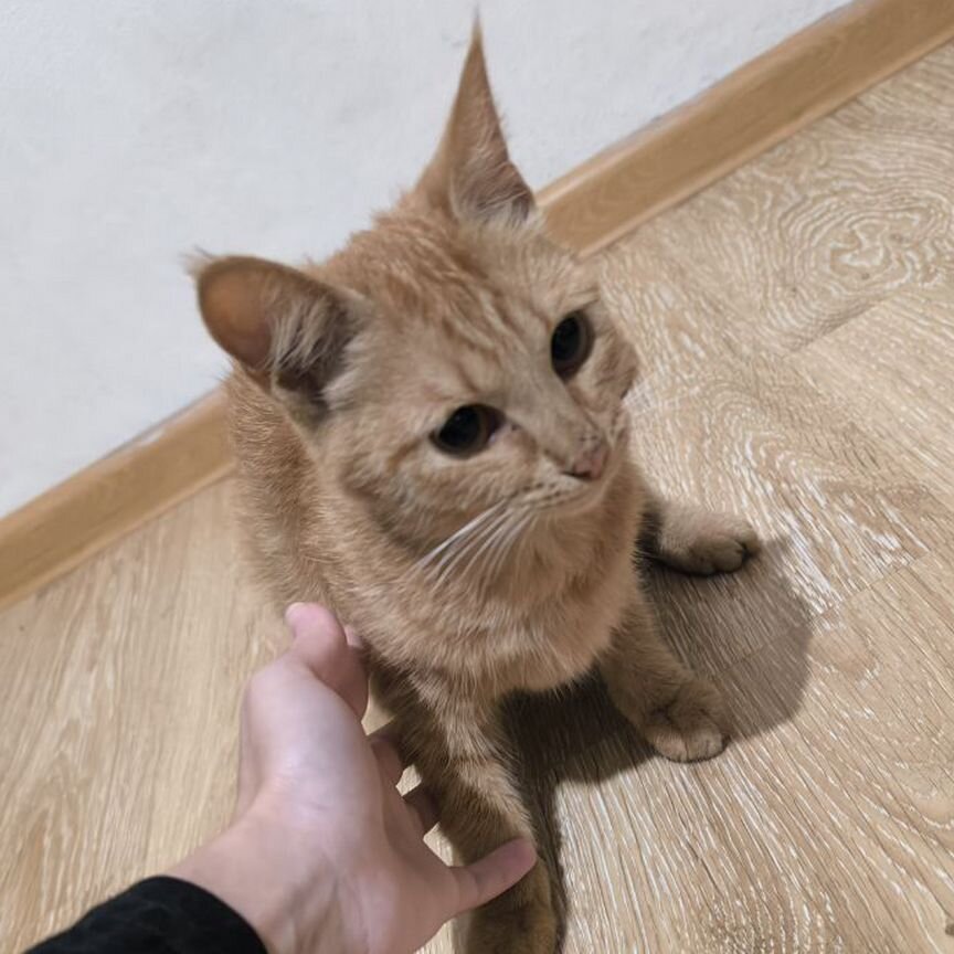 Котенок девочка в добрые руки