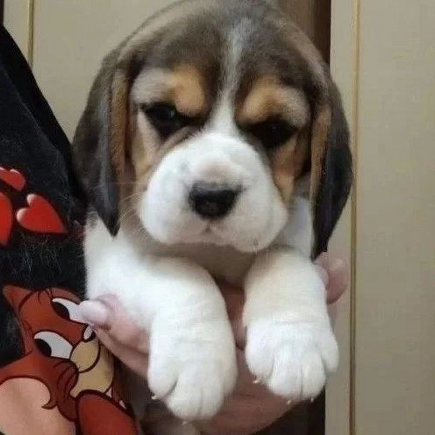 Бигль, щенок