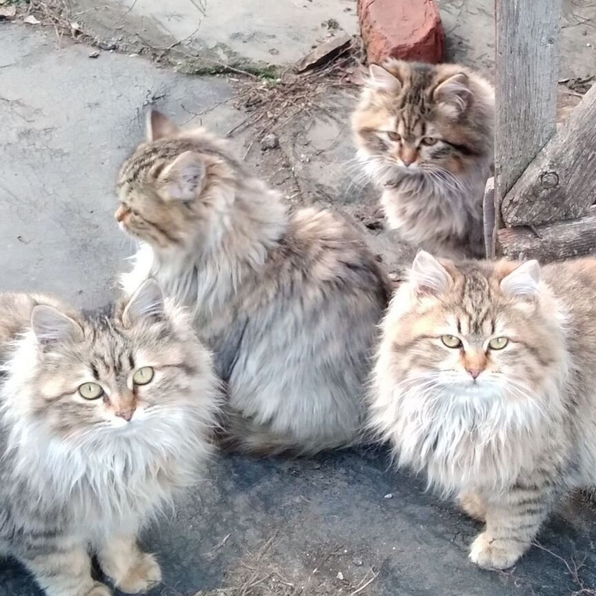 Котята в добрые руки бесплатно