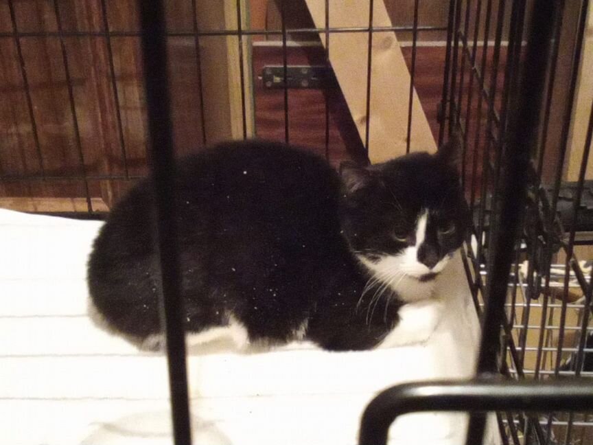 Котенок подросток
