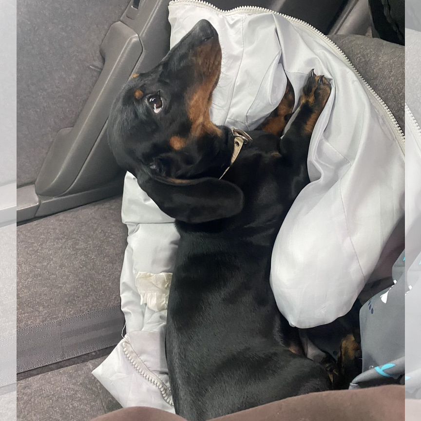 Такса, щенок