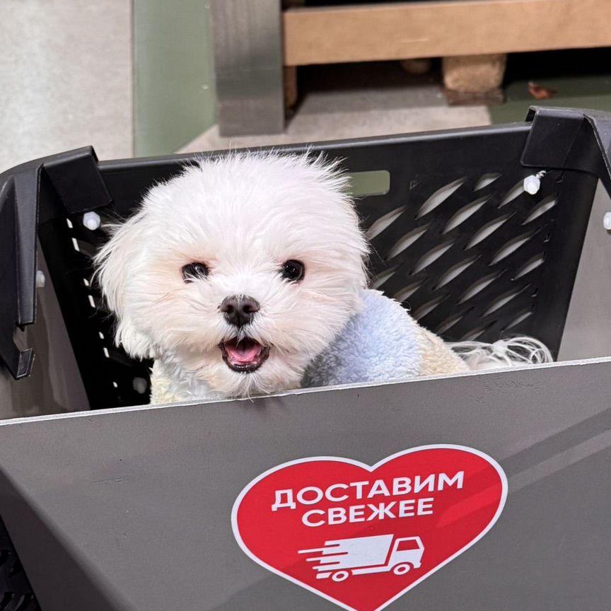 Мальтипу, взрослый пёс