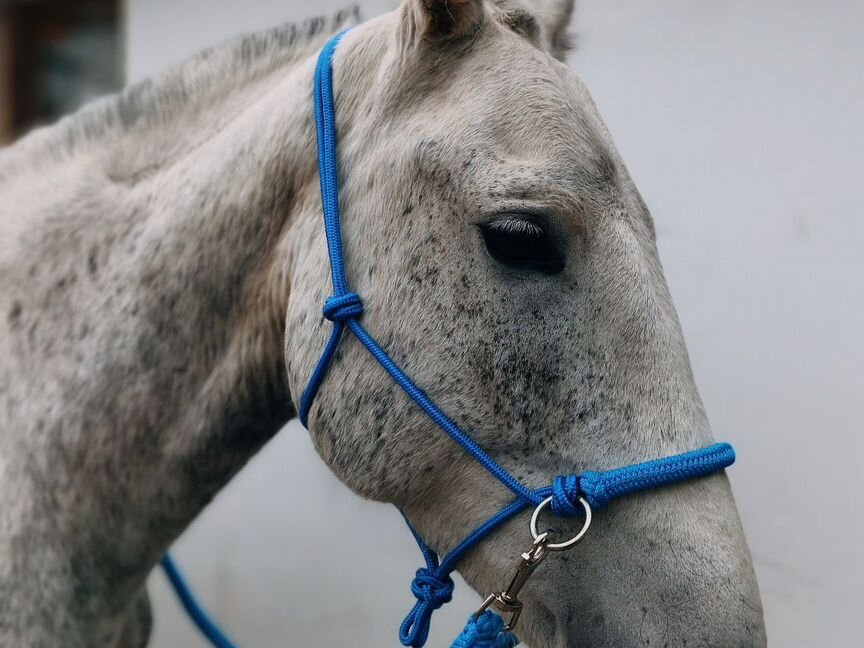 Недоуздок (халтер) для верховой езды