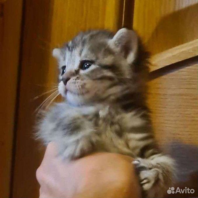 Чудо - котенок ищет дом