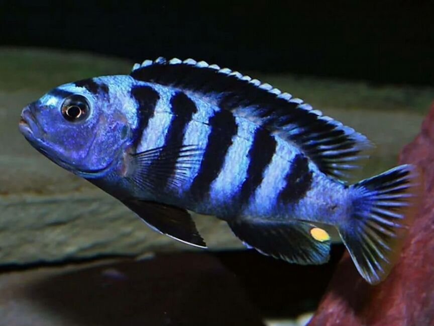 Продам Цихлид