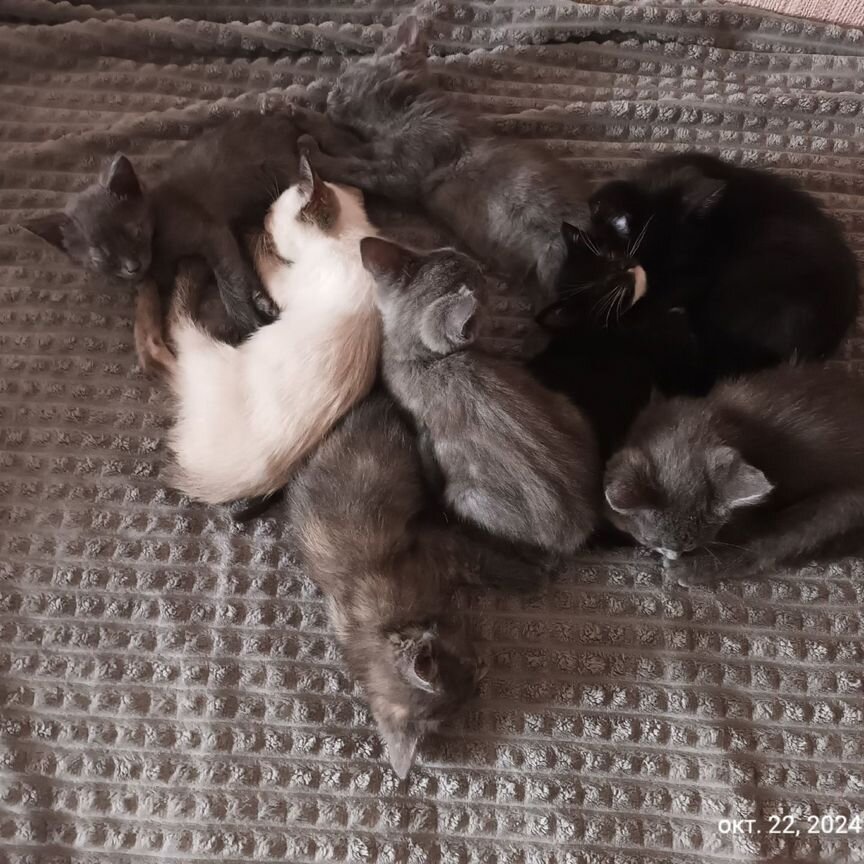 Котята в добрые руки
