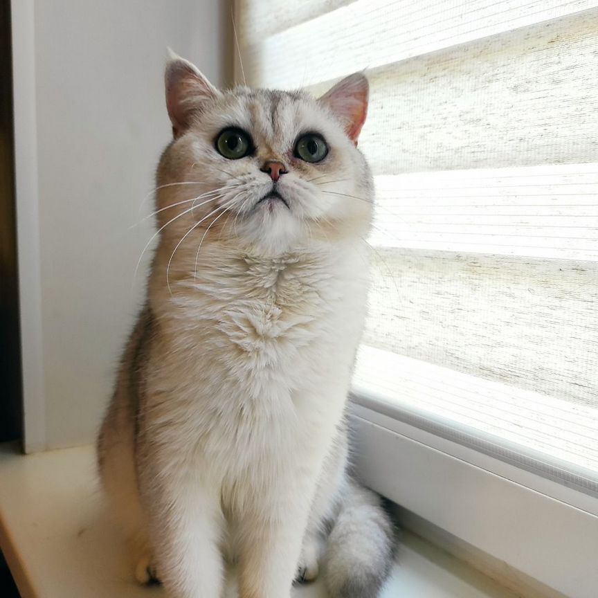 Британский котик в добрые руки