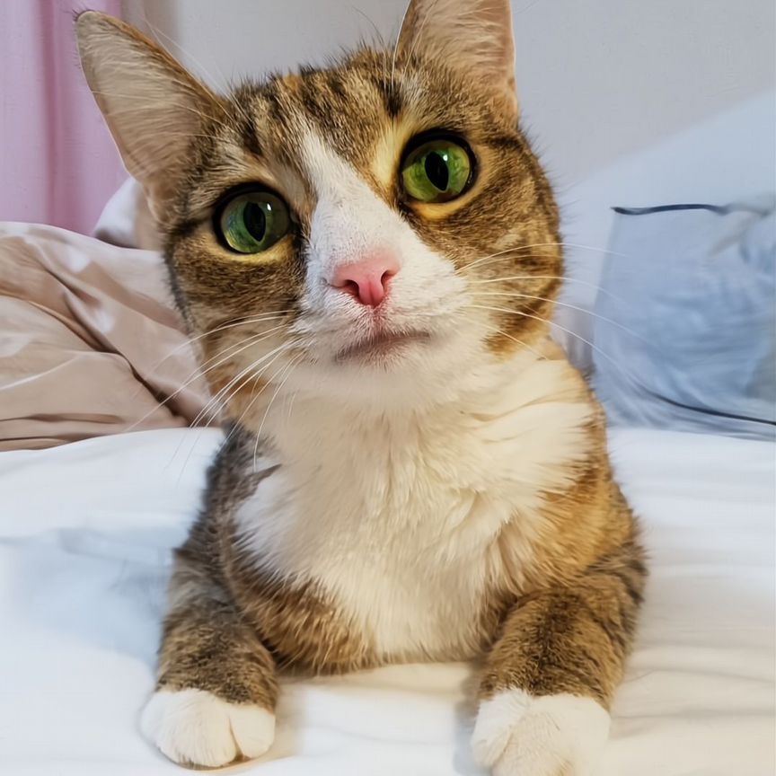 Взрослая, кошка в добрые руки