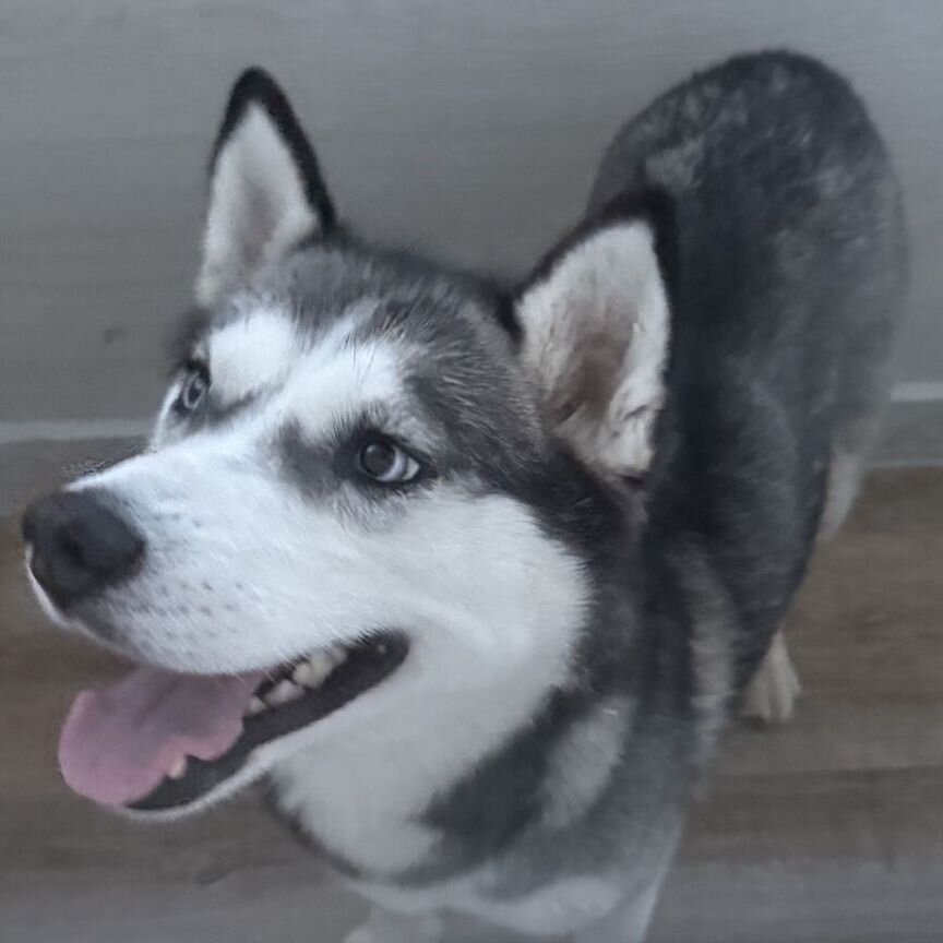 Сибирский хаски, взрослая собака