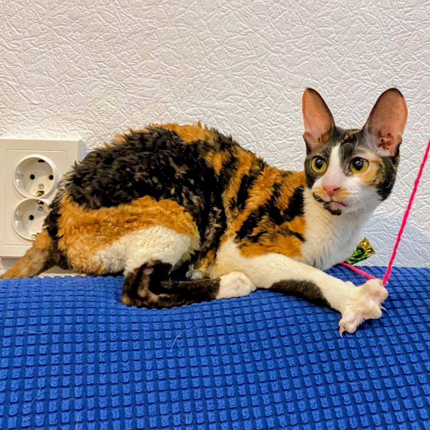 Корниш-рекс, взрослая кошка