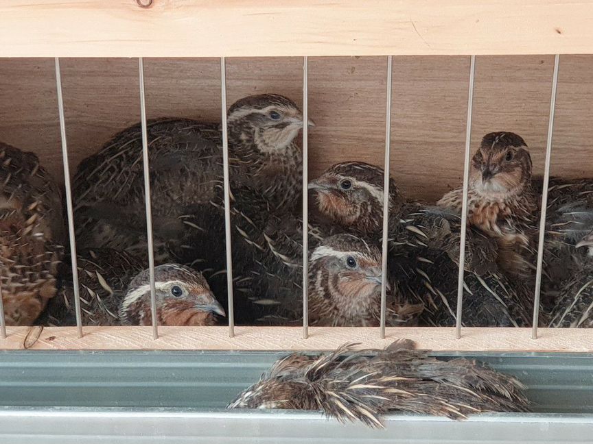 Перепелочки 1 месяц