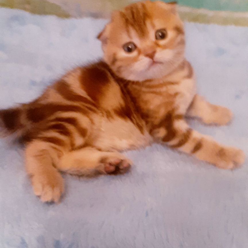 Шотландские котята