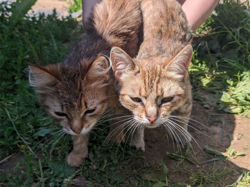 Котята в добрые руки бесплатно