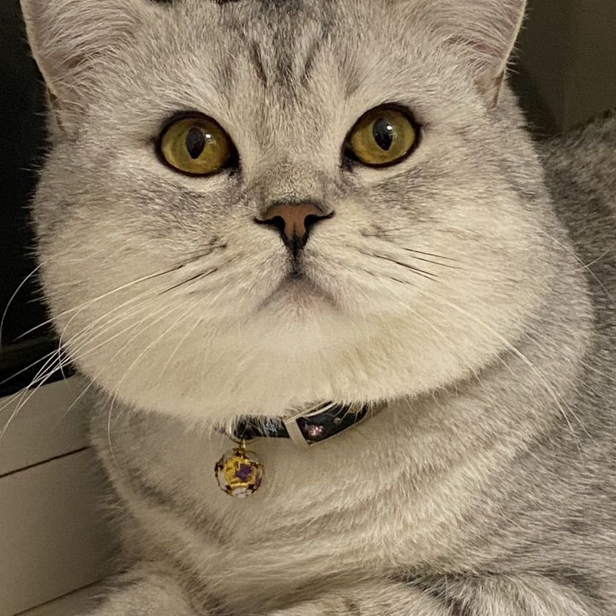 Вязка красавчика