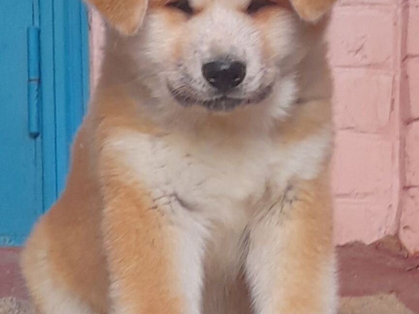 Акита ину малыши