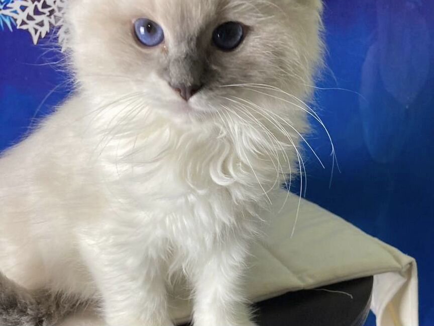 Хорошенький Мальчик регдолл