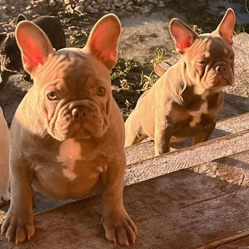 Французский бульдог щенки
