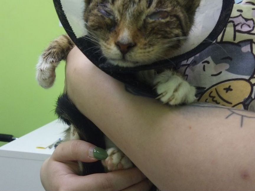 Котёнок ищет дом