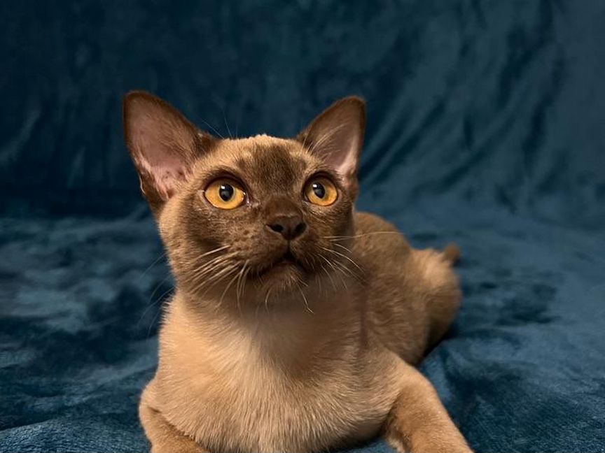 Котята европейской бурмы