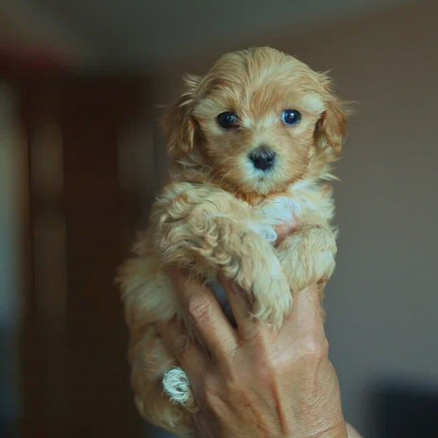 Продаю щенка Мальтипу,девочка