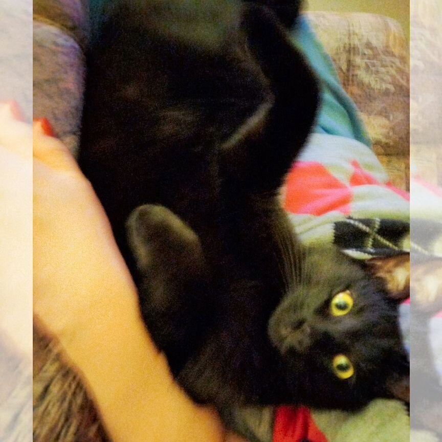Котик в хорошие руки