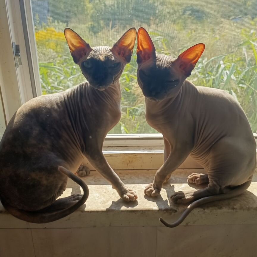 Отдам кота и кошку сфикс
