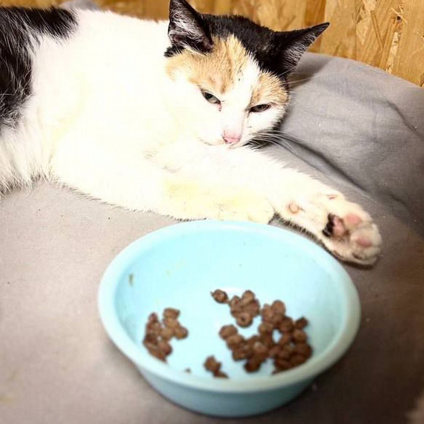 Взрослая, Девочка кошка в добрые руки