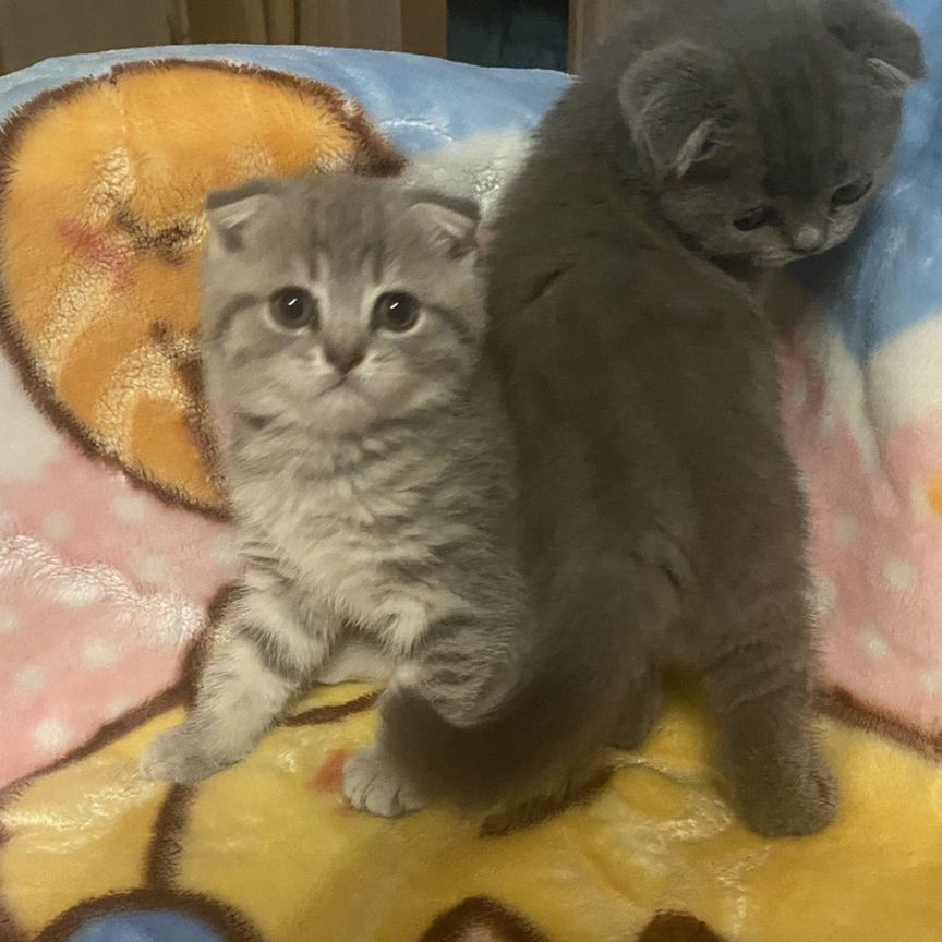 Шотландские вислоухие котята